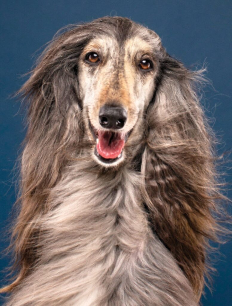 Your Guide To Your Dog’s Fur