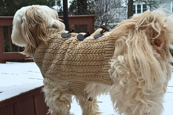 The Coolest Coat Types for Dogs: Learn All About Them - The Latest News ...
