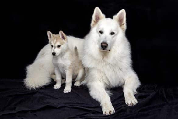 From Oven To Canine: Delicious And Safe Dog-Friendly Baking Recipes
