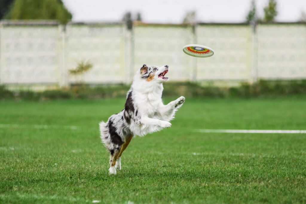 Best Dog Breeds For Frisbee That Will Love Playing Disc Sports