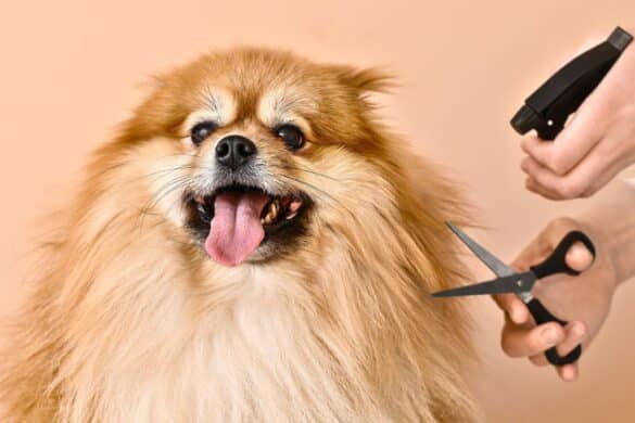 Understanding Dog Coat Types: A Guide For Owners
