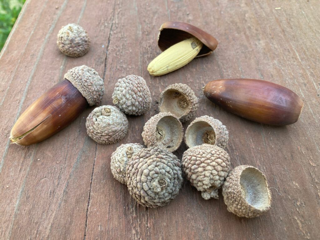 Can Dogs Eat Acorns? - Whole Dog Journal