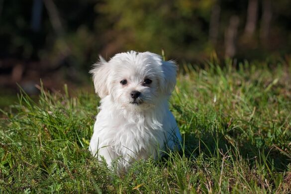 From Oven To Canine: Delicious And Safe Dog-Friendly Baking Recipes