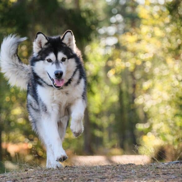 From Oven To Canine: Delicious And Safe Dog-Friendly Baking Recipes