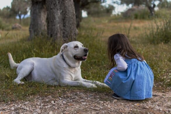 From Oven To Canine: Delicious And Safe Dog-Friendly Baking Recipes