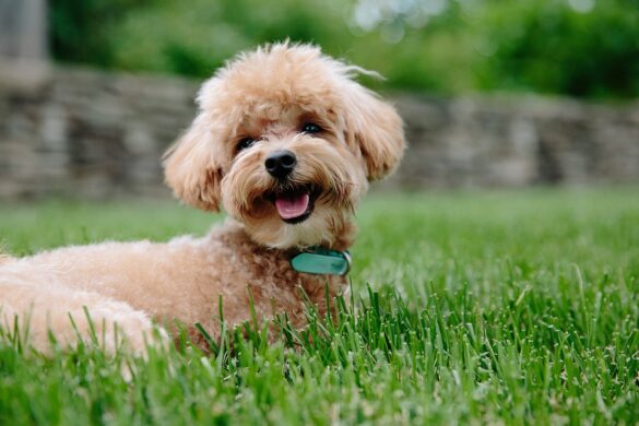 From Oven To Canine: Delicious And Safe Dog-Friendly Baking Recipes